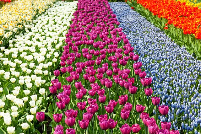 2024 Dutch Bulbfields & Keukenhof